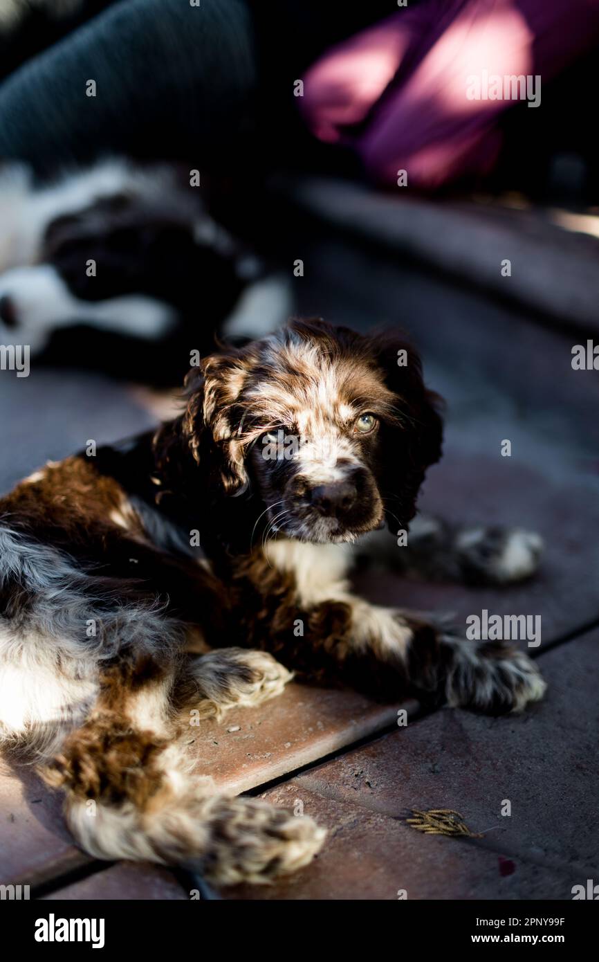 Puppy Portrait with Spotlight in San Diego Stock Photo - Alamy