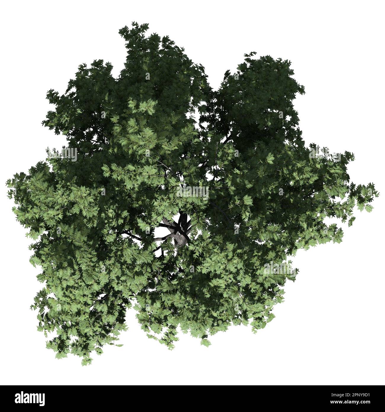 Hook Thron Tree isolated on white background top view Stock Photo - Alamy