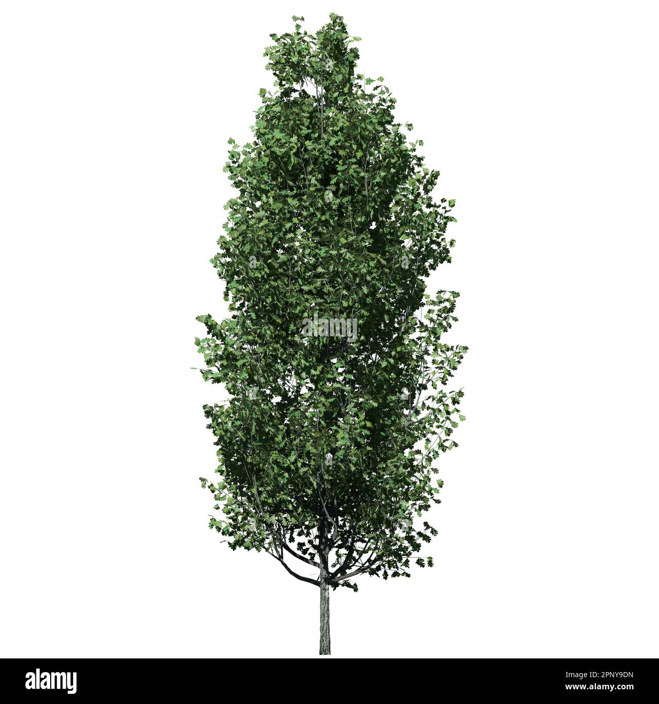 Cypress Oak Tree isolated on white background front view Stock Photo ...