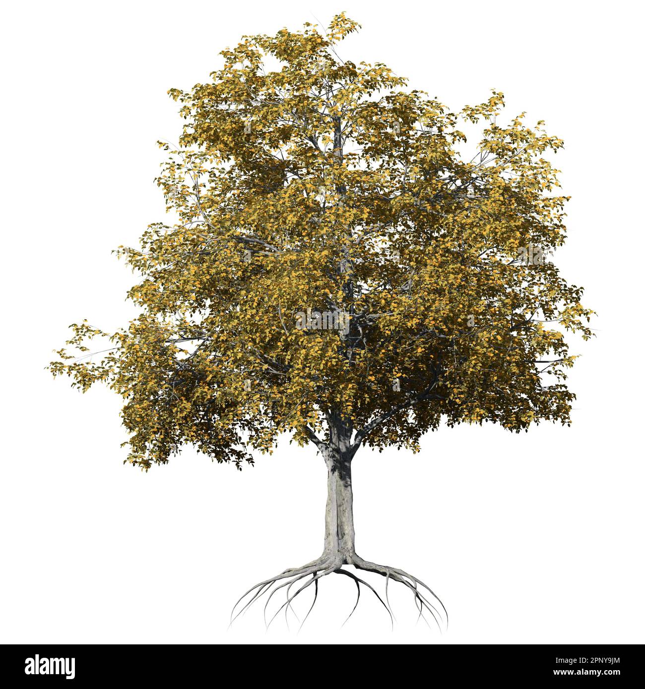 European Beech Tree isolated on white background front view Stock Photo ...