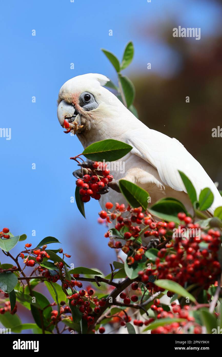 Corella with a Red Berry in its Beak Stock Photo - Alamy