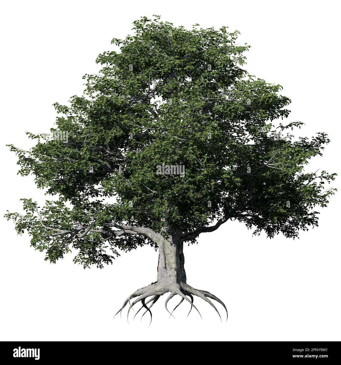 European Beech Tree isolated on white background front view Stock Photo ...