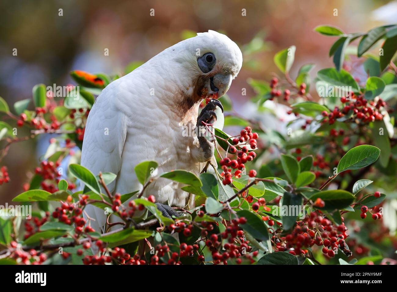 Corella in a tree hi-res stock photography and images - Alamy
