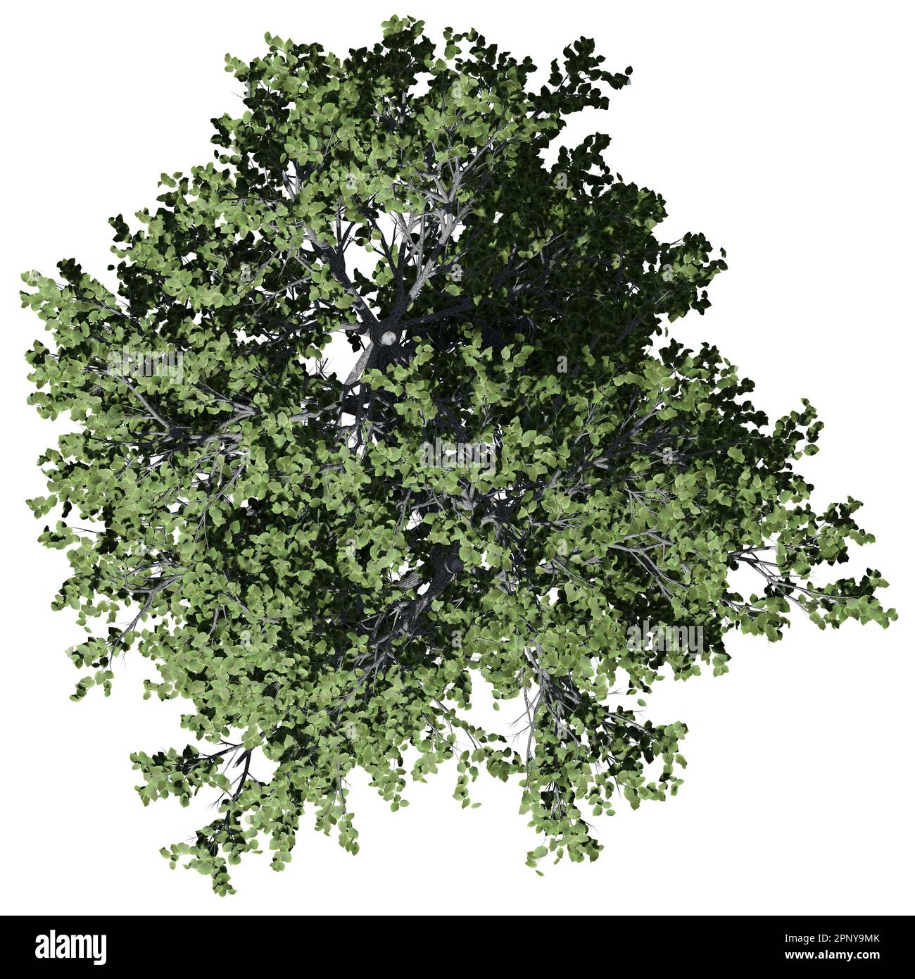 European Linden Tree isolated on white background top view Stock Photo ...