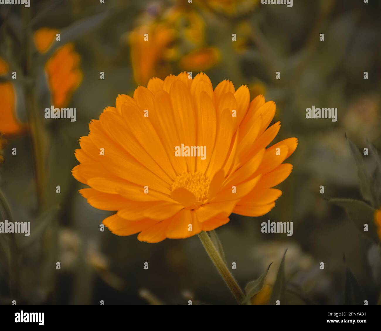 Orange flower over field in spring Stock Photo - Alamy