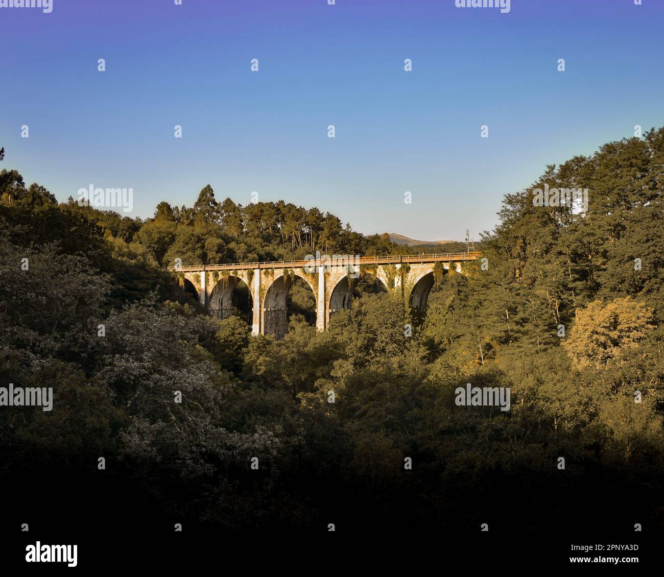 Train track on bridge in the middle of the forest Stock Photo - Alamy