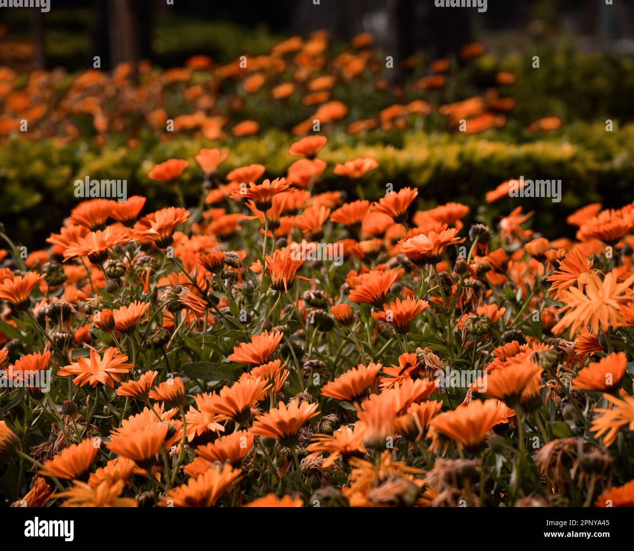 Field of orange flowers in spring Stock Photo - Alamy