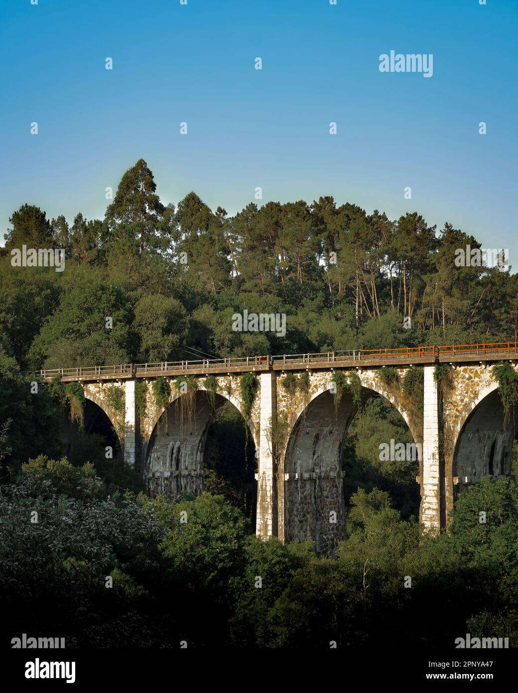 Train track on bridge in the middle of the forest Stock Photo - Alamy