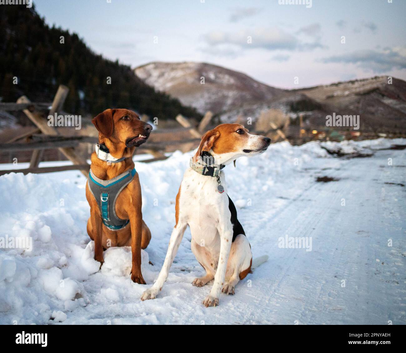 Foxhound Coonhound Mix