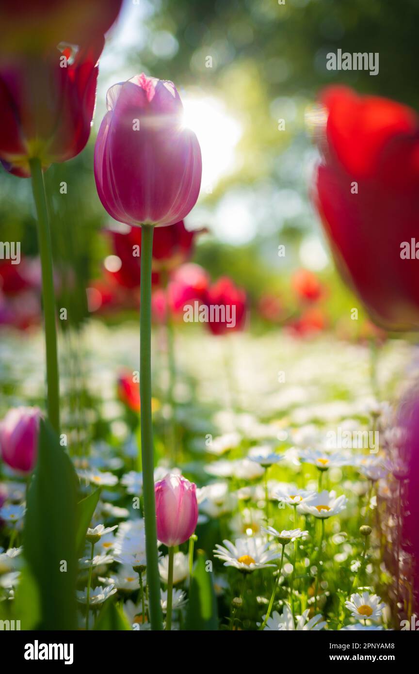 Captivating Colors: A Breathtaking Display of Bright Blooming Tulips ...