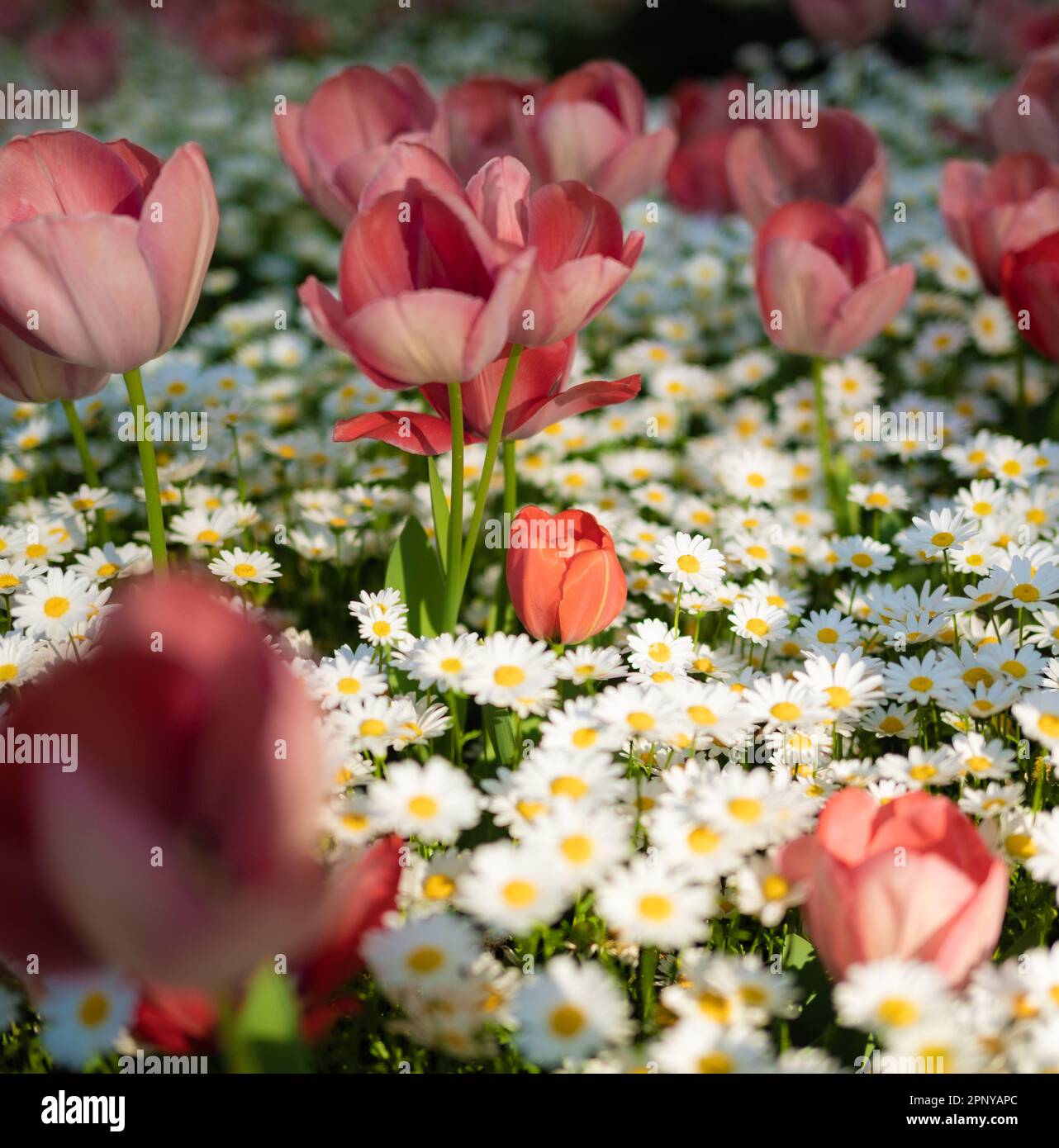 Captivating Colors: A Breathtaking Display of Bright Blooming Tulips ...