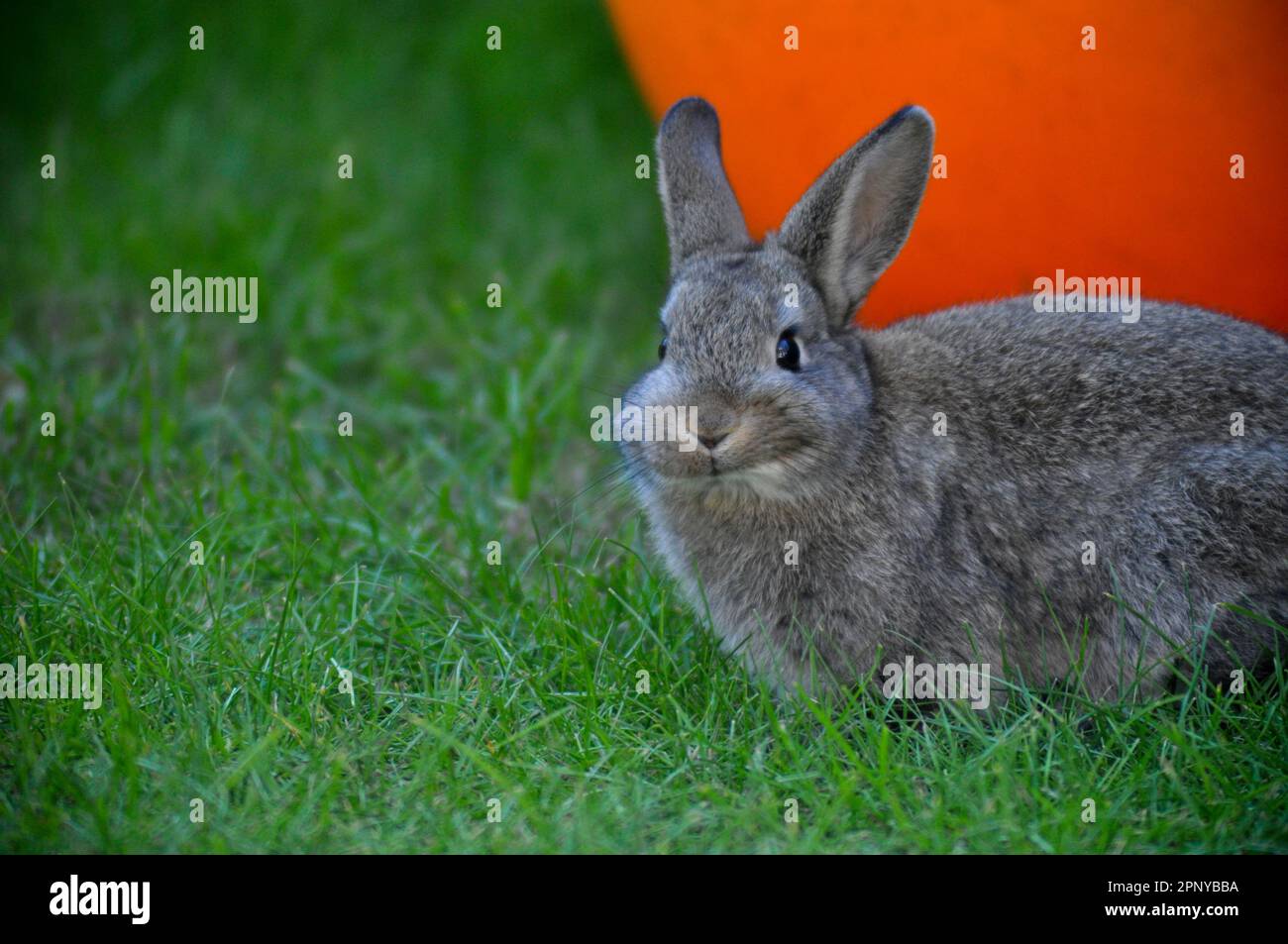 Domestic rabbit on lawn hi-res stock photography and images - Alamy