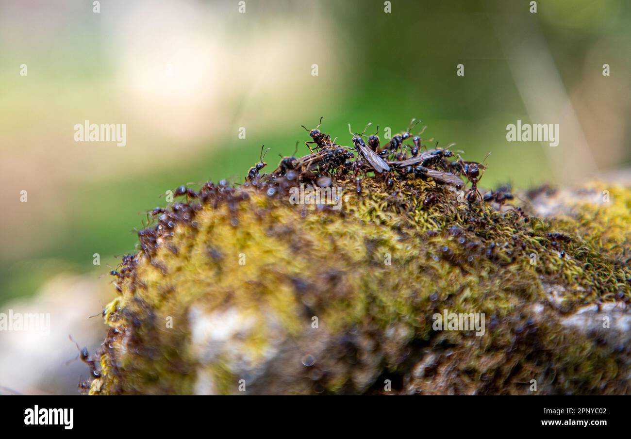 Flying ants gathering on a mossy rock Stock Photo - Alamy