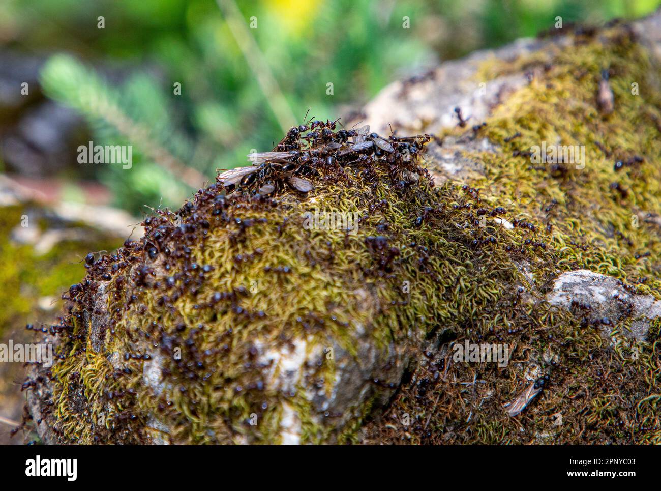Flying ants hi-res stock photography and images - Alamy