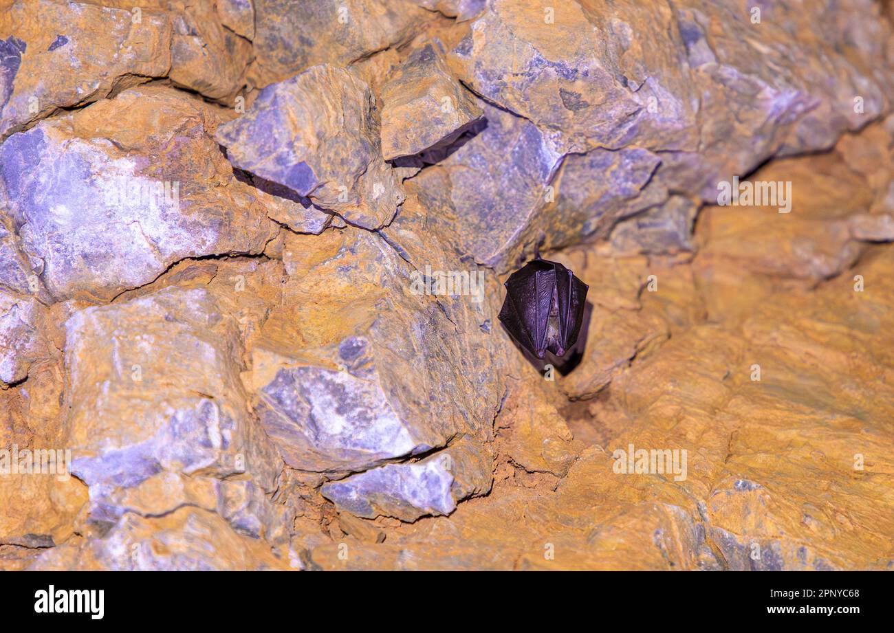 Horseshoe bat hanging in a cave in northern Italy, Europe Stock Photo ...