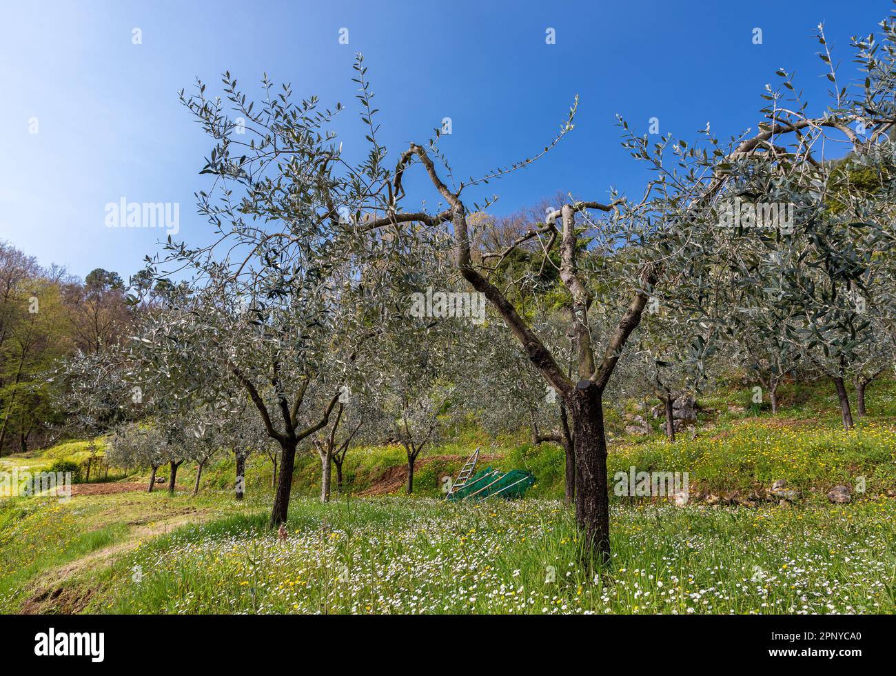 Olive grove with olive trees in Liguria,Italy Stock Photo - Alamy
