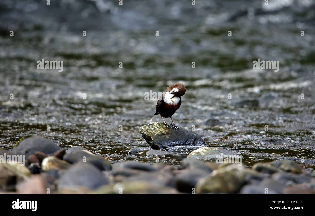 Dipper photographs hi-res stock photography and images - Alamy