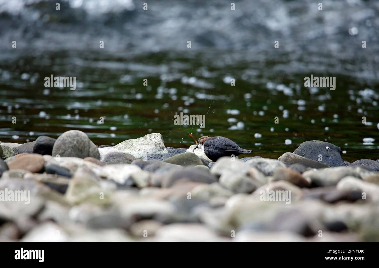 Eurasian dippers collecting nestimg material on the river bank Stock ...