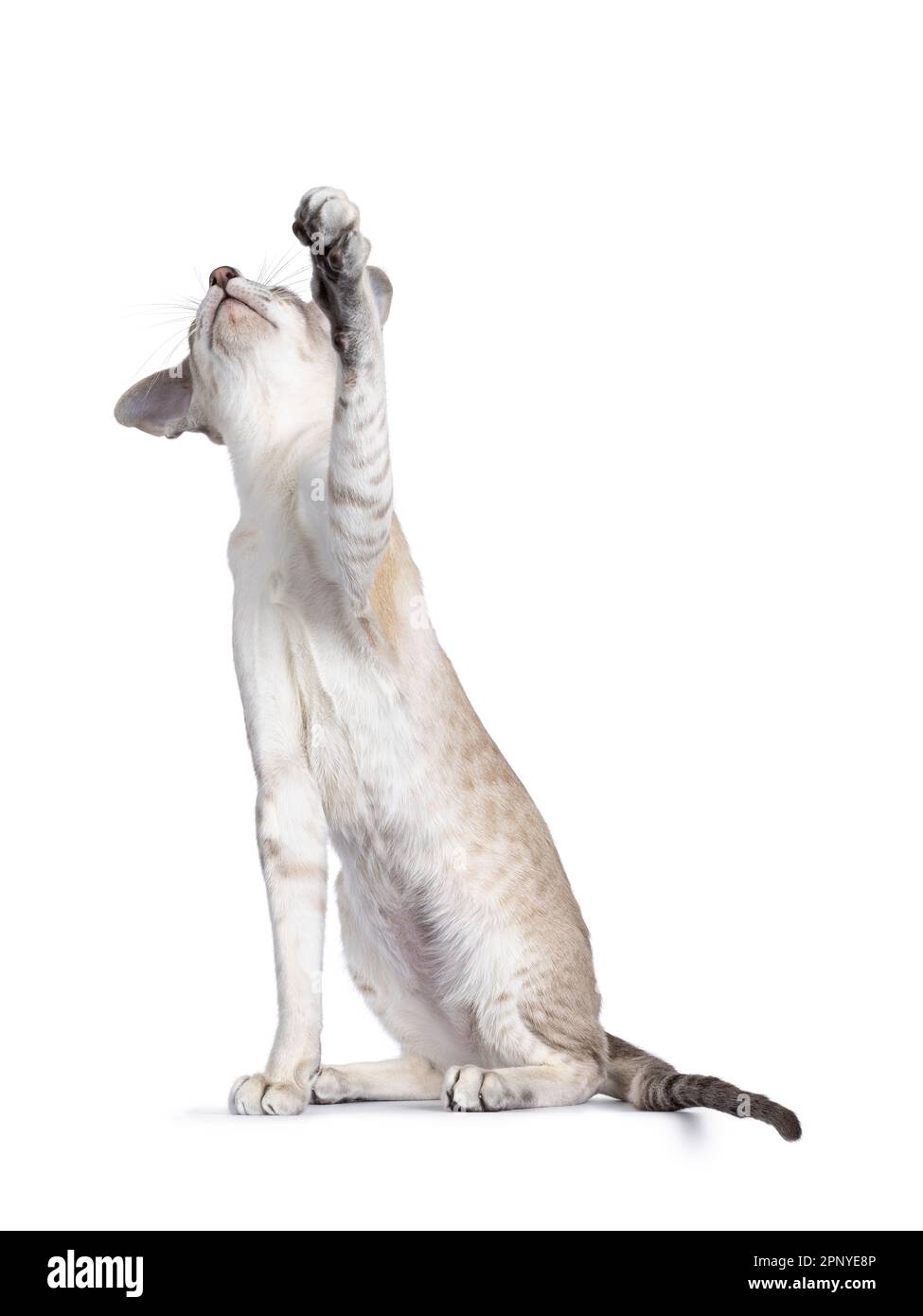 Cute young Siamese cat, sitting up facing front. Reaching up high with ...