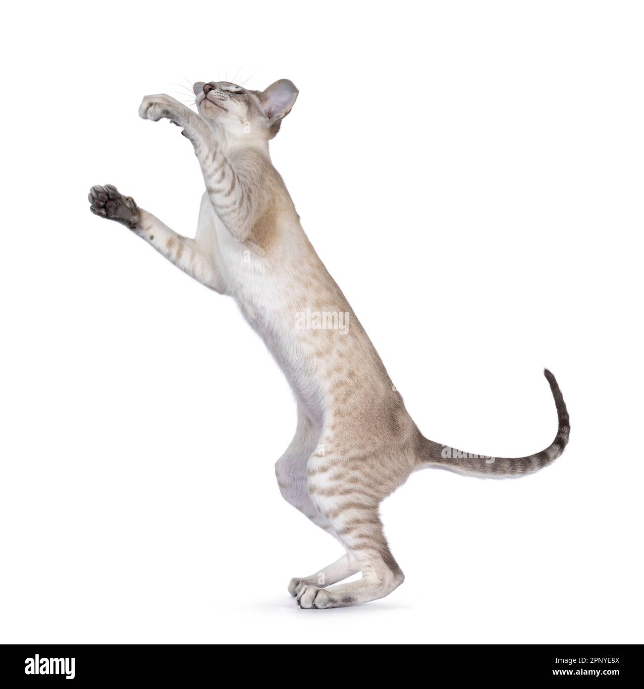 Cute young Siamese cat, standing on back legs raching up high with ...