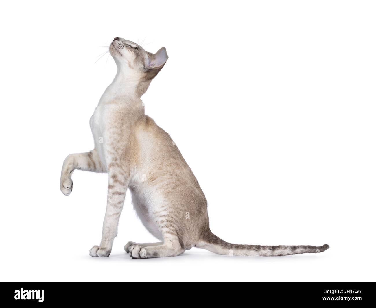 Cute young Siamese cat, sitting up side ways with one paw in air. Looking up and away from ...