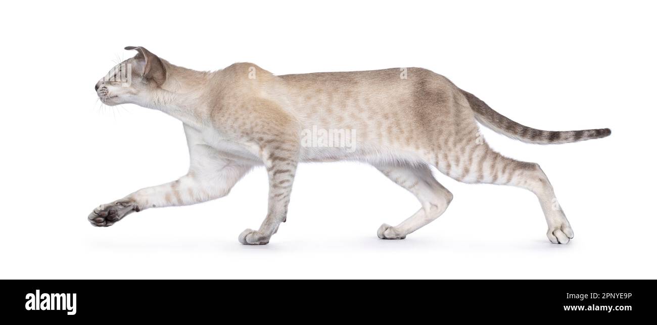 Cute young Siamese cat, walking side ways. Looking away from camera in ...