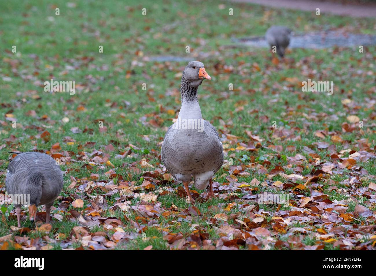 A family of geese is pictured during an autumn afternoon at Tête d'Or ...