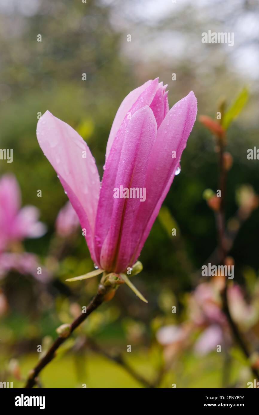 Magnolia flower with raindrop hi-res stock photography and images - Alamy