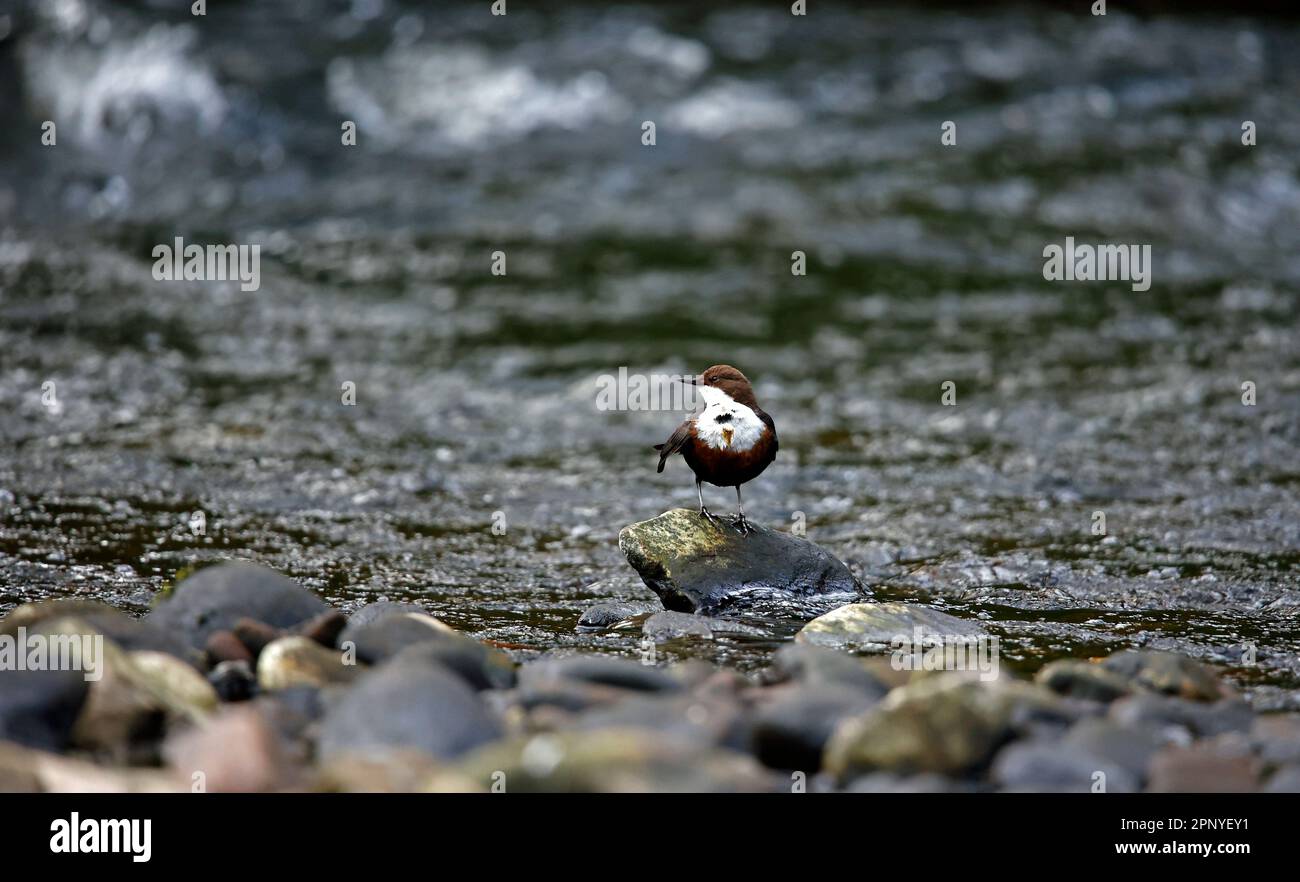 Dipper photographs hi-res stock photography and images - Alamy