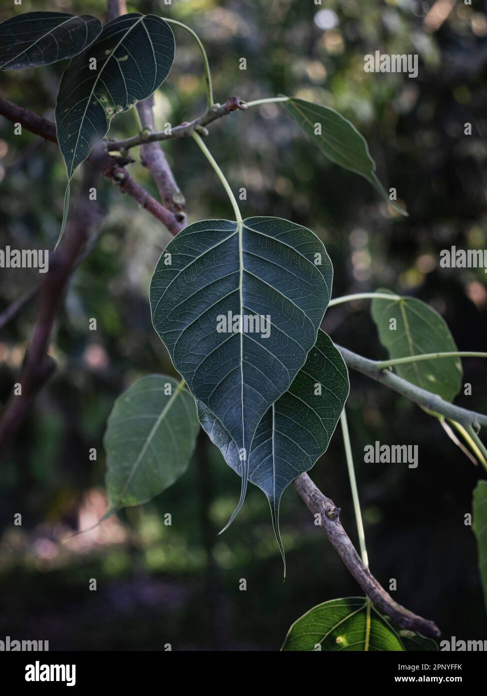Pictures Of Banyan Tree Leaves