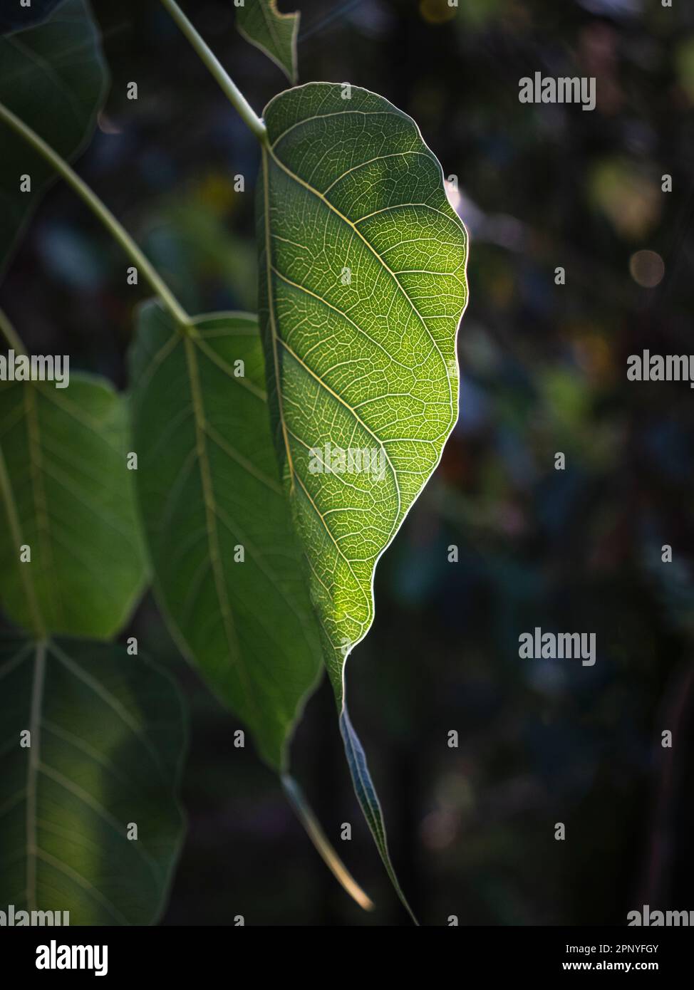 The Visible Leaf vein and pattern of the Sacred fig Leaves due to ...