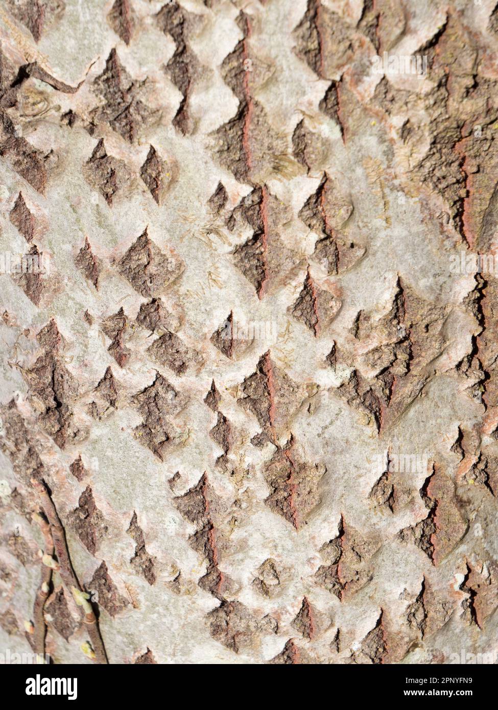 Poplar bark diamond shapes hi-res stock photography and images - Alamy