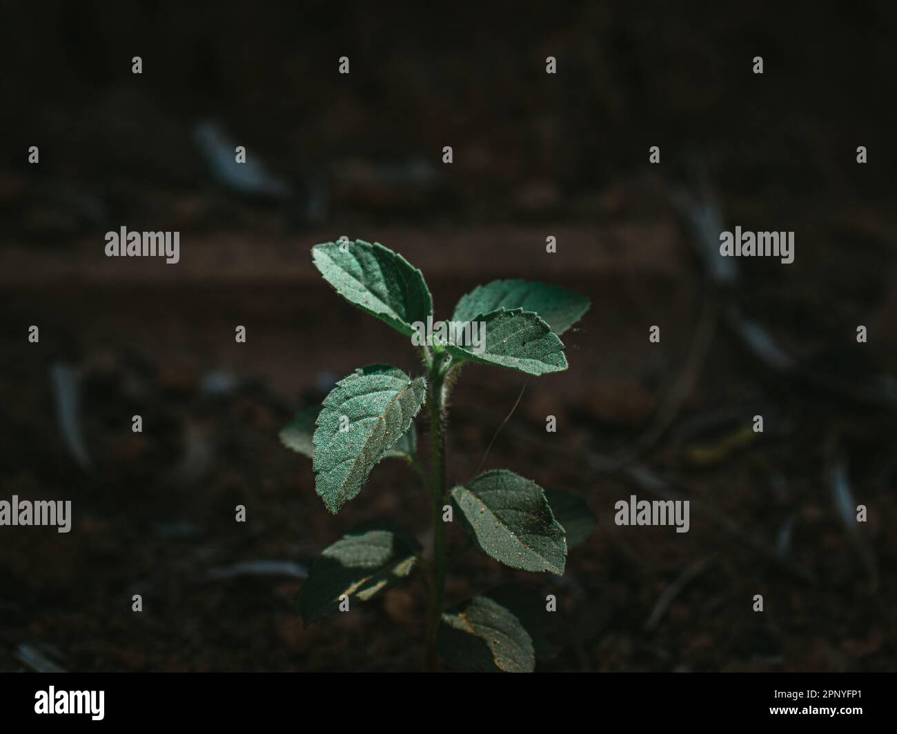 The Isolated Closeup of the plant Holy basil aka Tulsi in Indian Terms ...