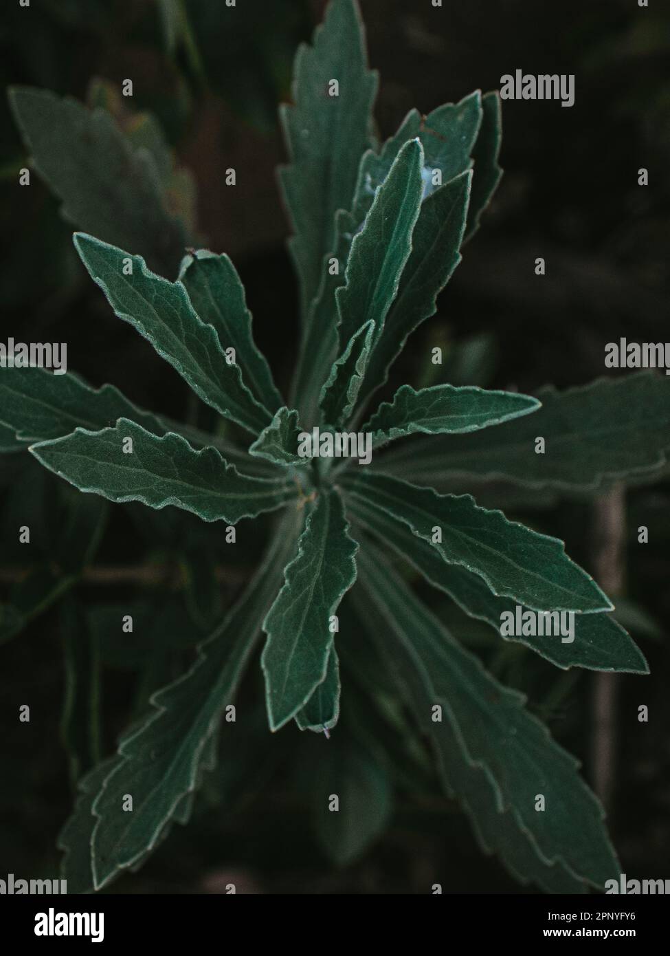 Top down closeup of a Growing wild plant Stock Photo - Alamy