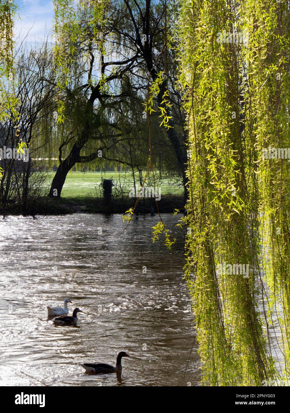 Saint Helen's Wharf is a noted beauty spot on the River Thames, just ...