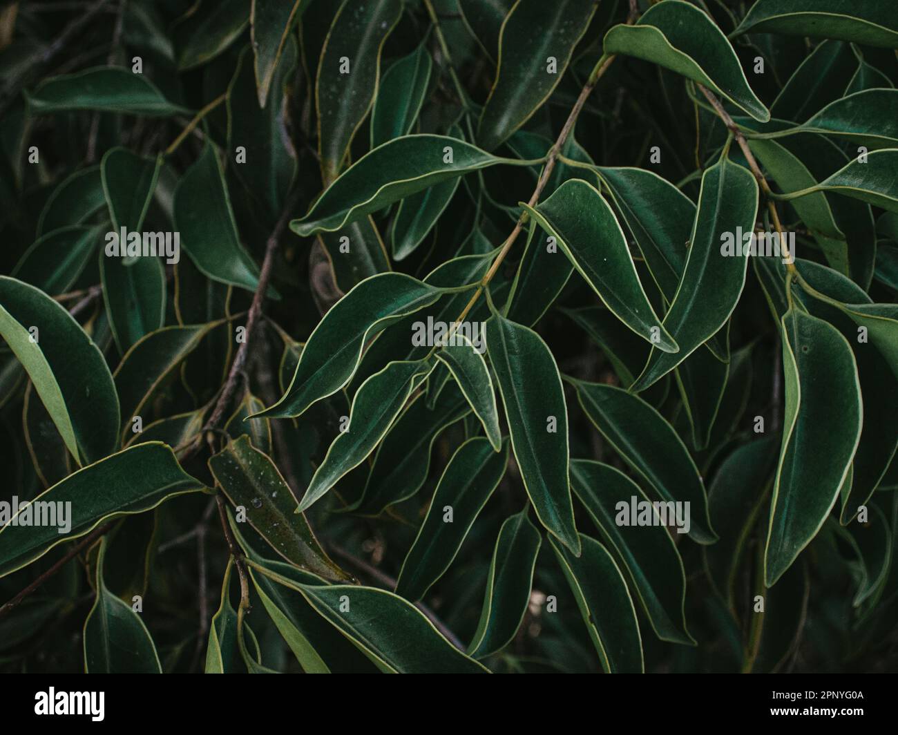 Folded leaves hi-res stock photography and images - Alamy