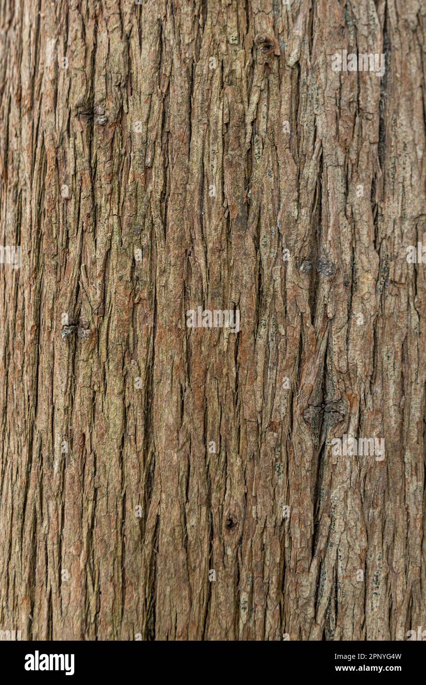 old wood tree bark texture with green moss Stock Photo - Alamy