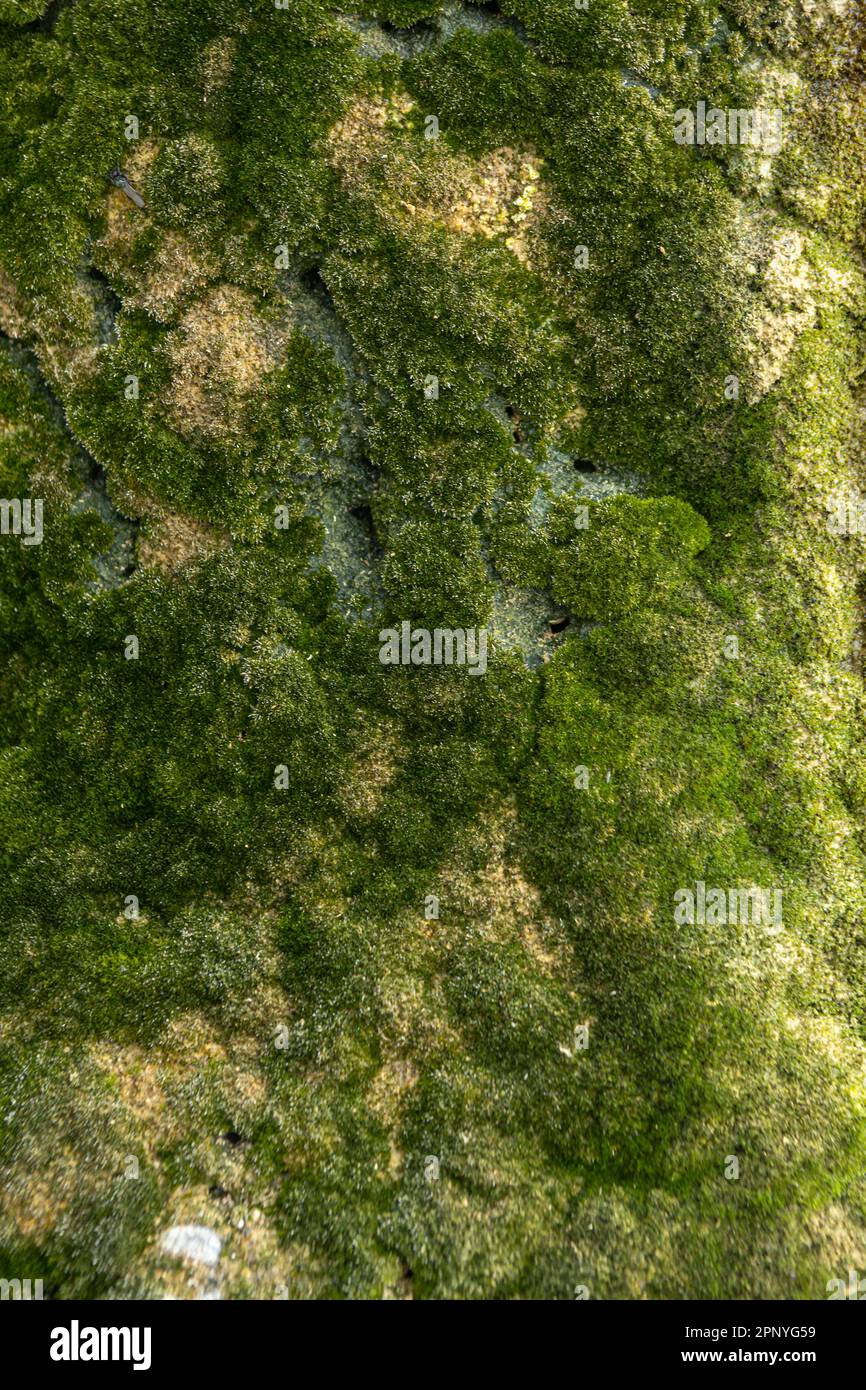 green moss background texture beautiful in nature Stock Photo - Alamy