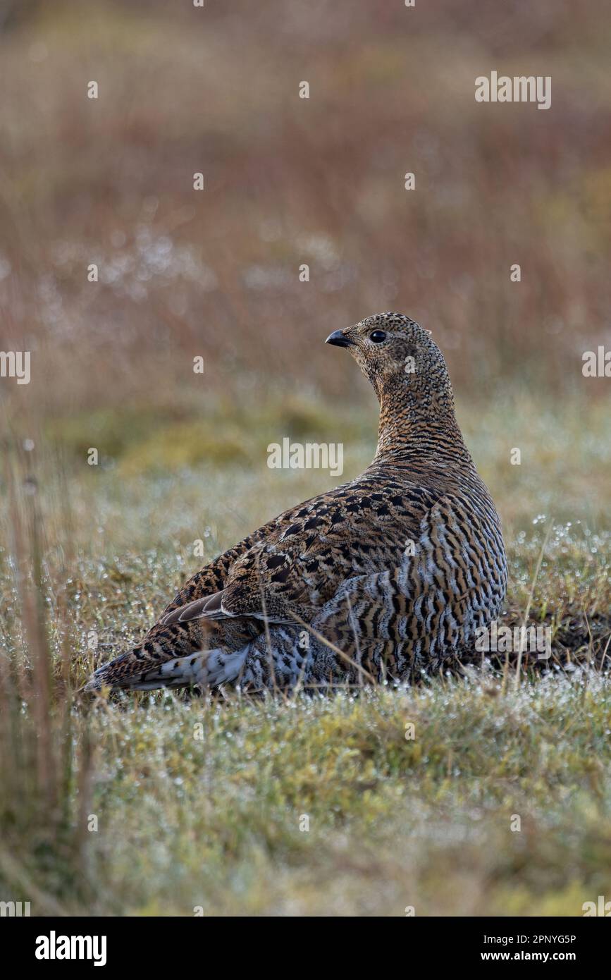 Black Grouse (Lyrurus tetrix) female Langdon Beck Co Durham UK GB April ...