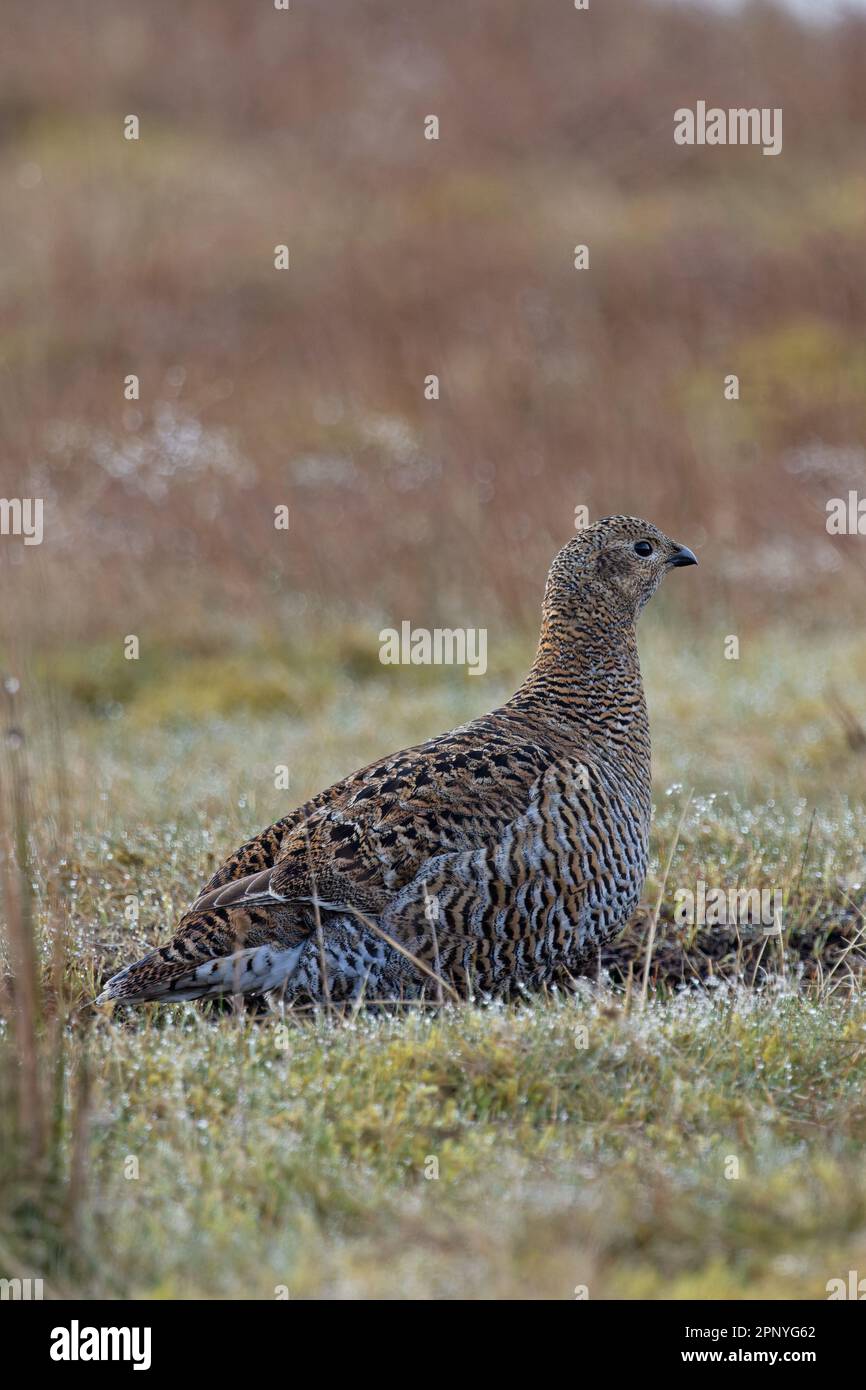 Black Grouse (Lyrurus tetrix) Langdon Beck Co Durham UK GB April 2023 ...