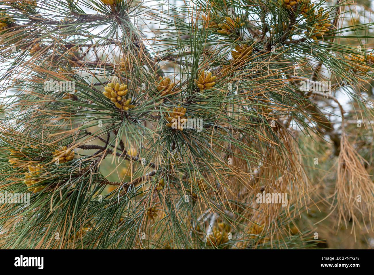 Pollen cones hi-res stock photography and images - Alamy