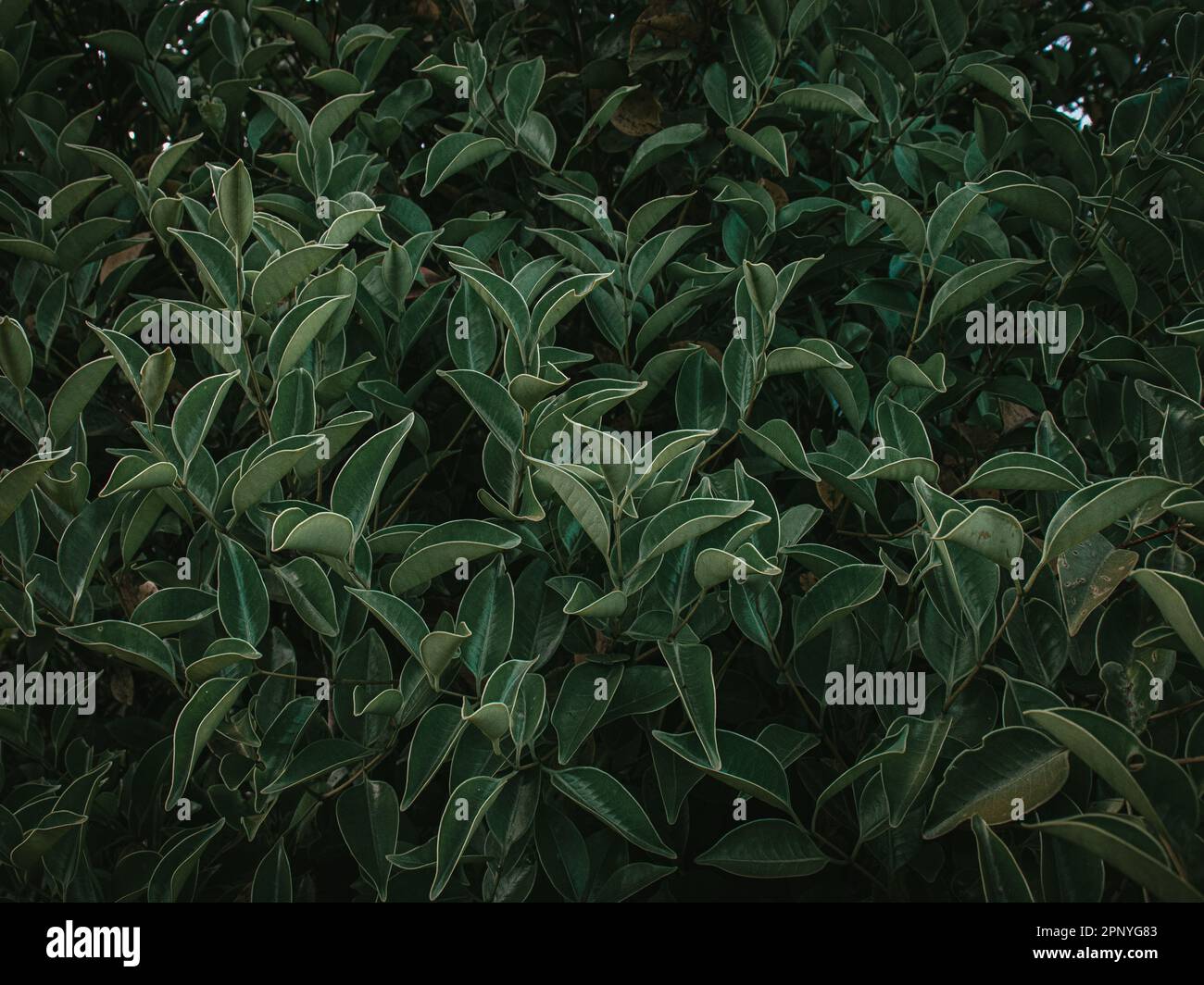 Folded leaves hi-res stock photography and images - Alamy