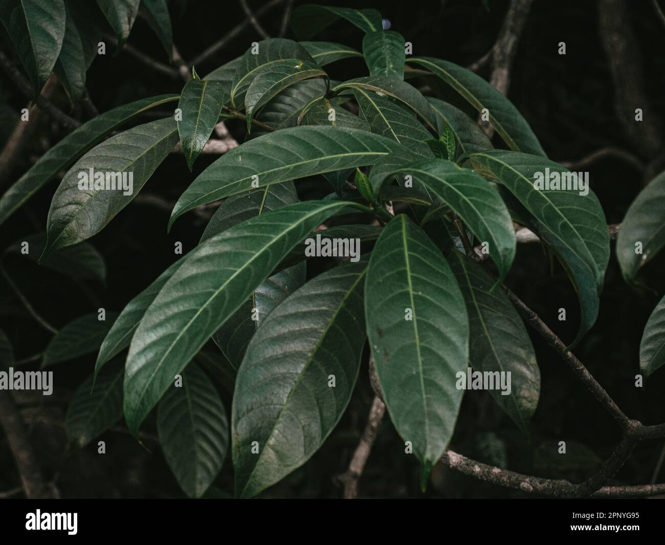 Aidia hi-res stock photography and images - Alamy