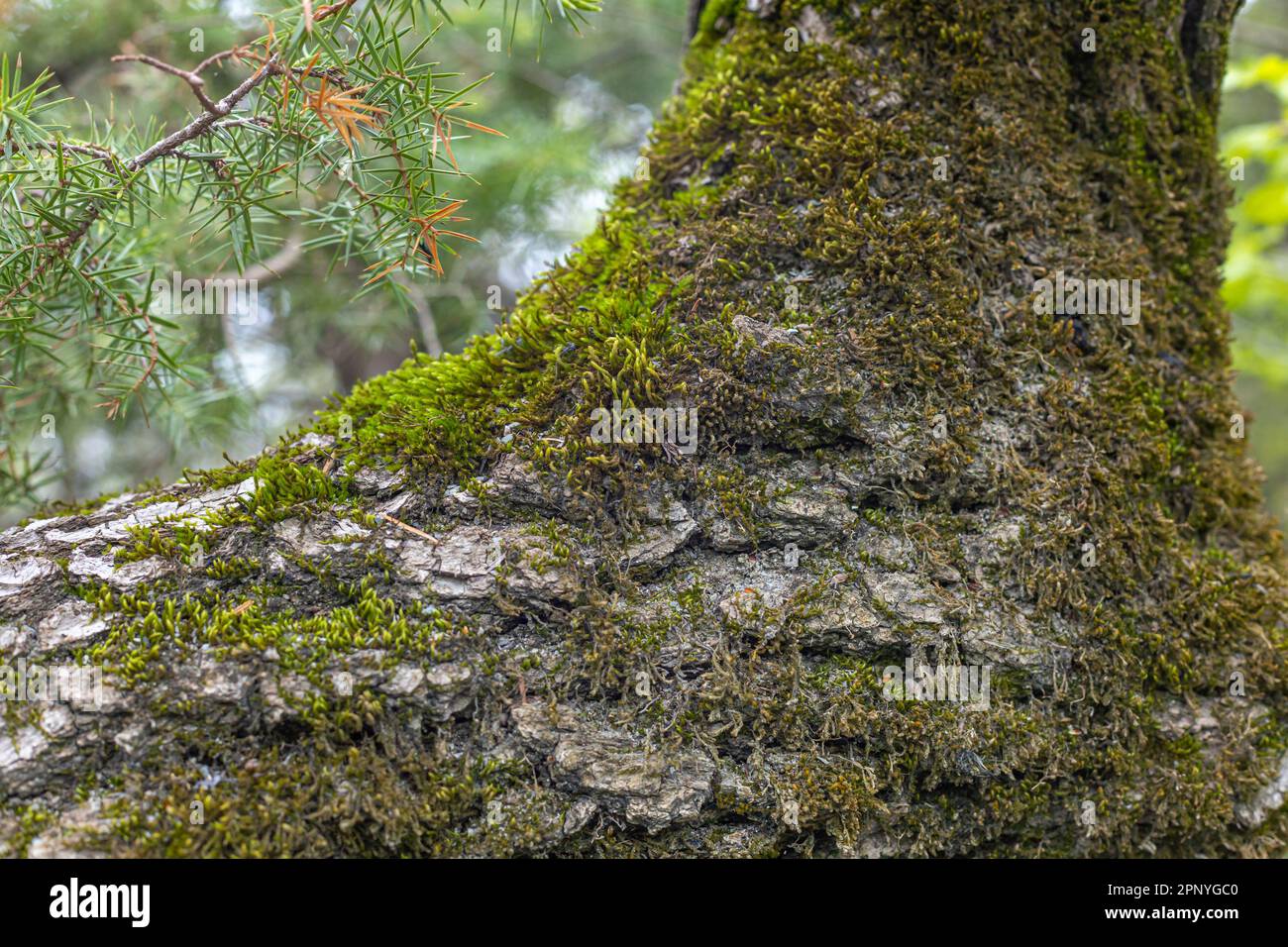 old wood tree bark texture with green moss Stock Photo - Alamy