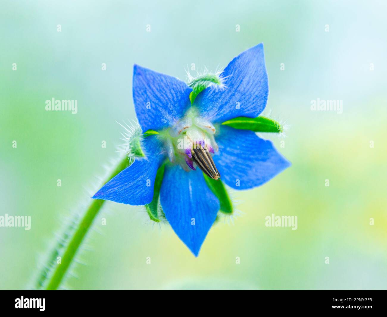 Borago has bloomed, its beautiful blue flower is suitable for ...