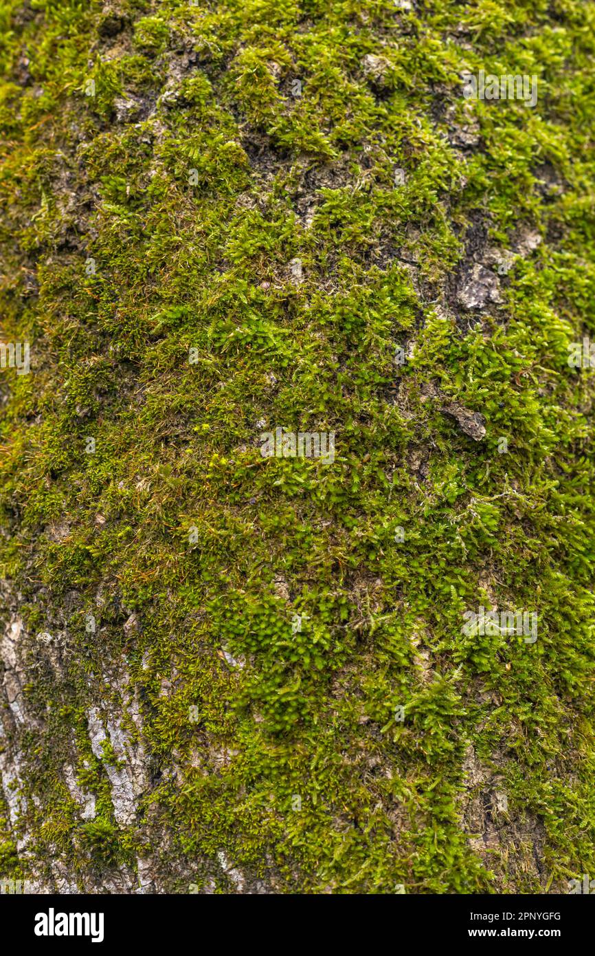 old wood tree bark texture with green moss Stock Photo - Alamy