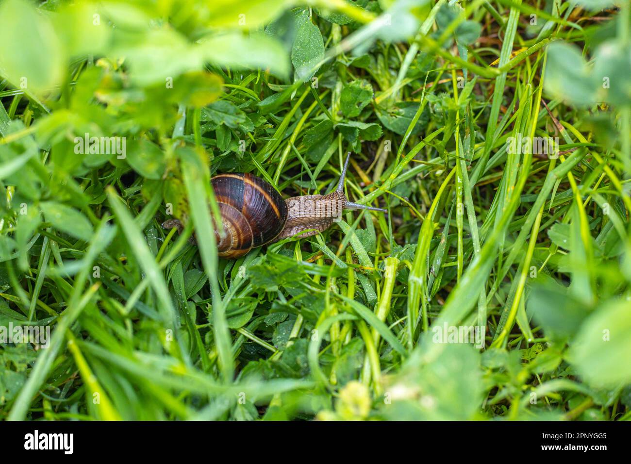 Edible snail large garden snail hi-res stock photography and images - Alamy