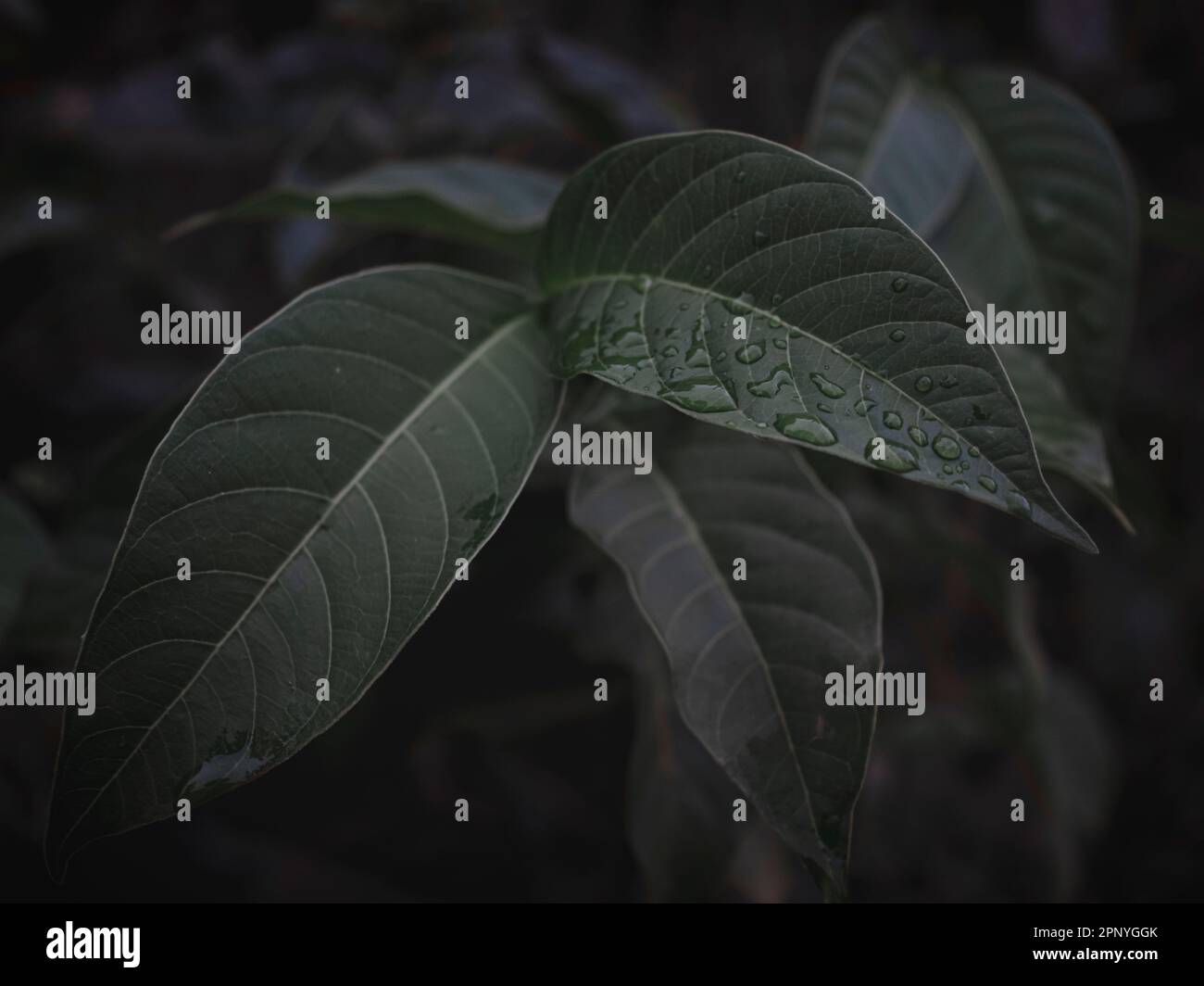 Moody rainforest hi-res stock photography and images - Alamy