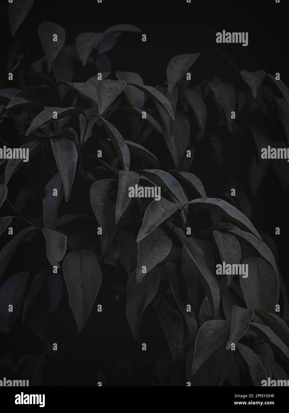 Matte green leaves with black background, selective focus, abstract ...