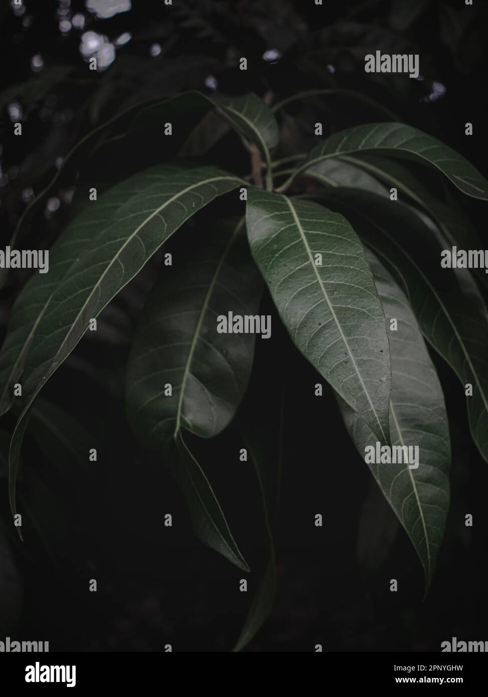 Selectively Focused image of the Long leaves of the Indian mango tree ...